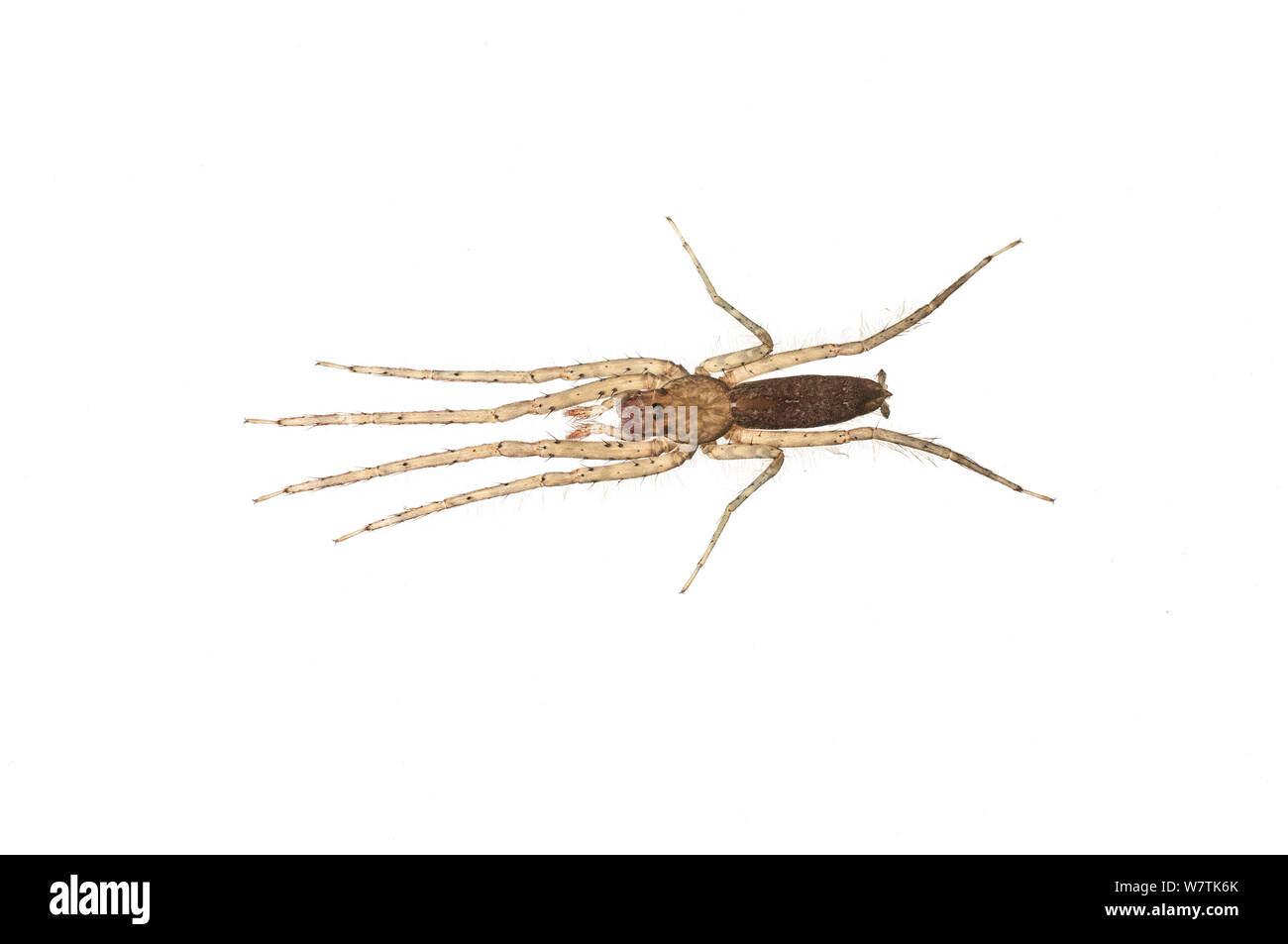 Arachnidae hi-res stock photography and images - Alamy