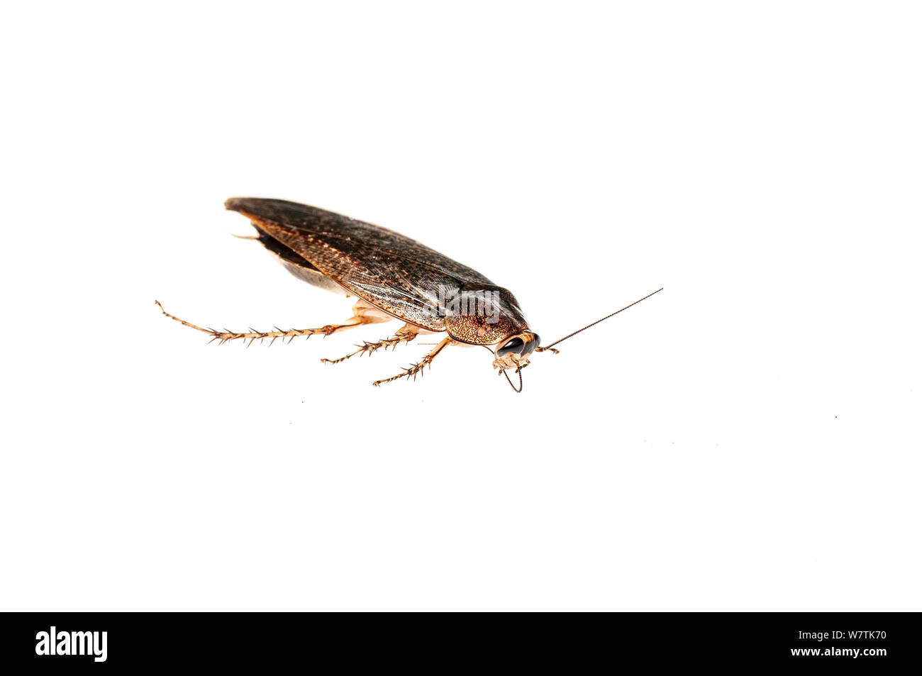 Forest cockroach Cut Out Stock Images & Pictures - Alamy