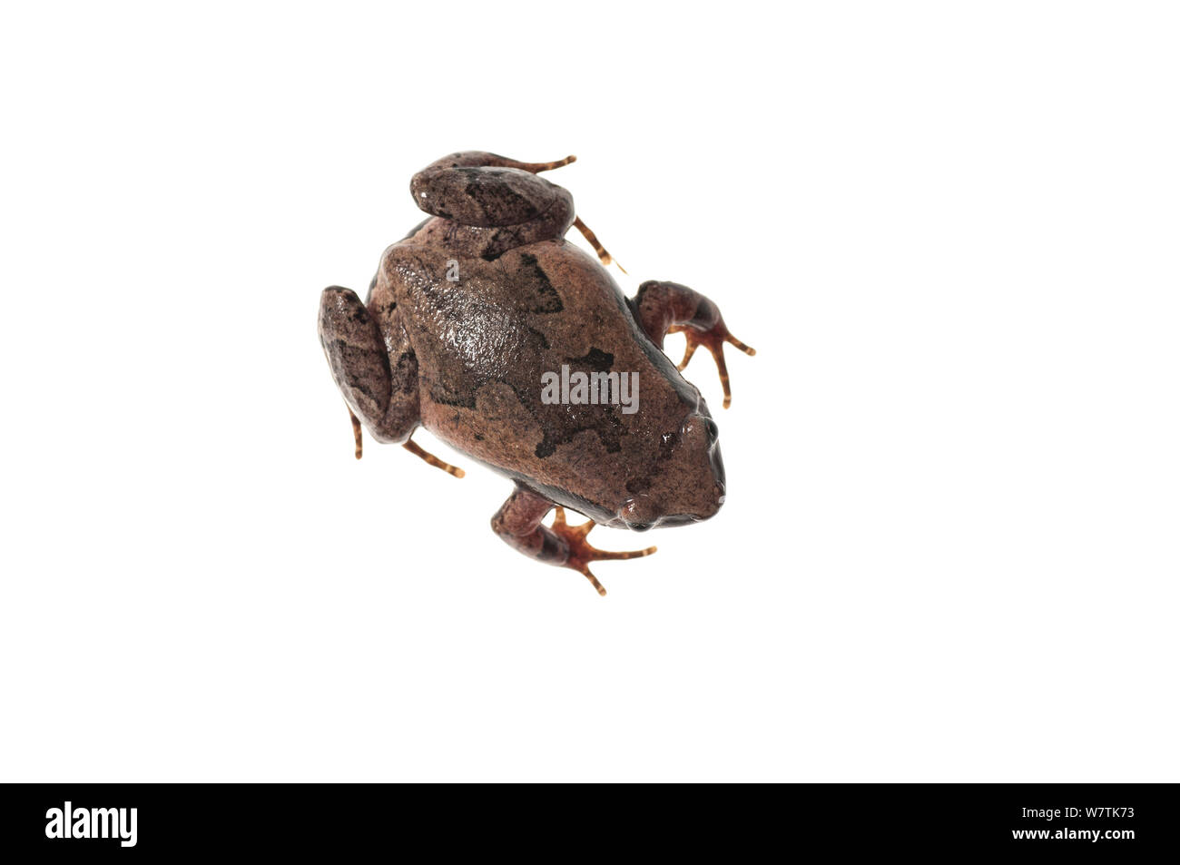 Sheep frog (Hamptophryne boliviana) Iwokrama, Guyana ...