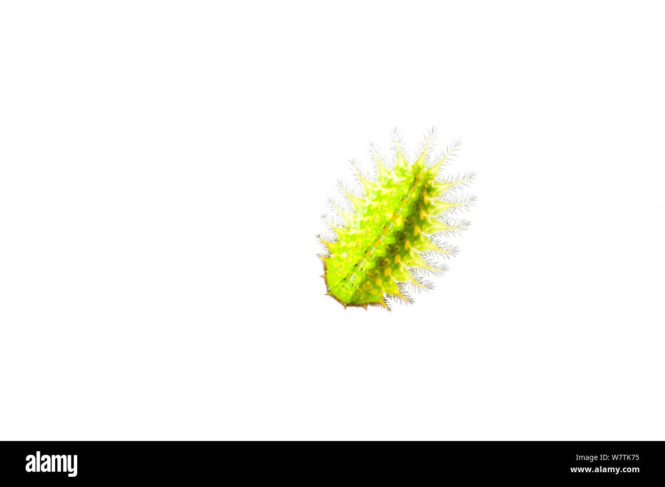 Limacodidae High Resolution Stock Photography and Images - Alamy