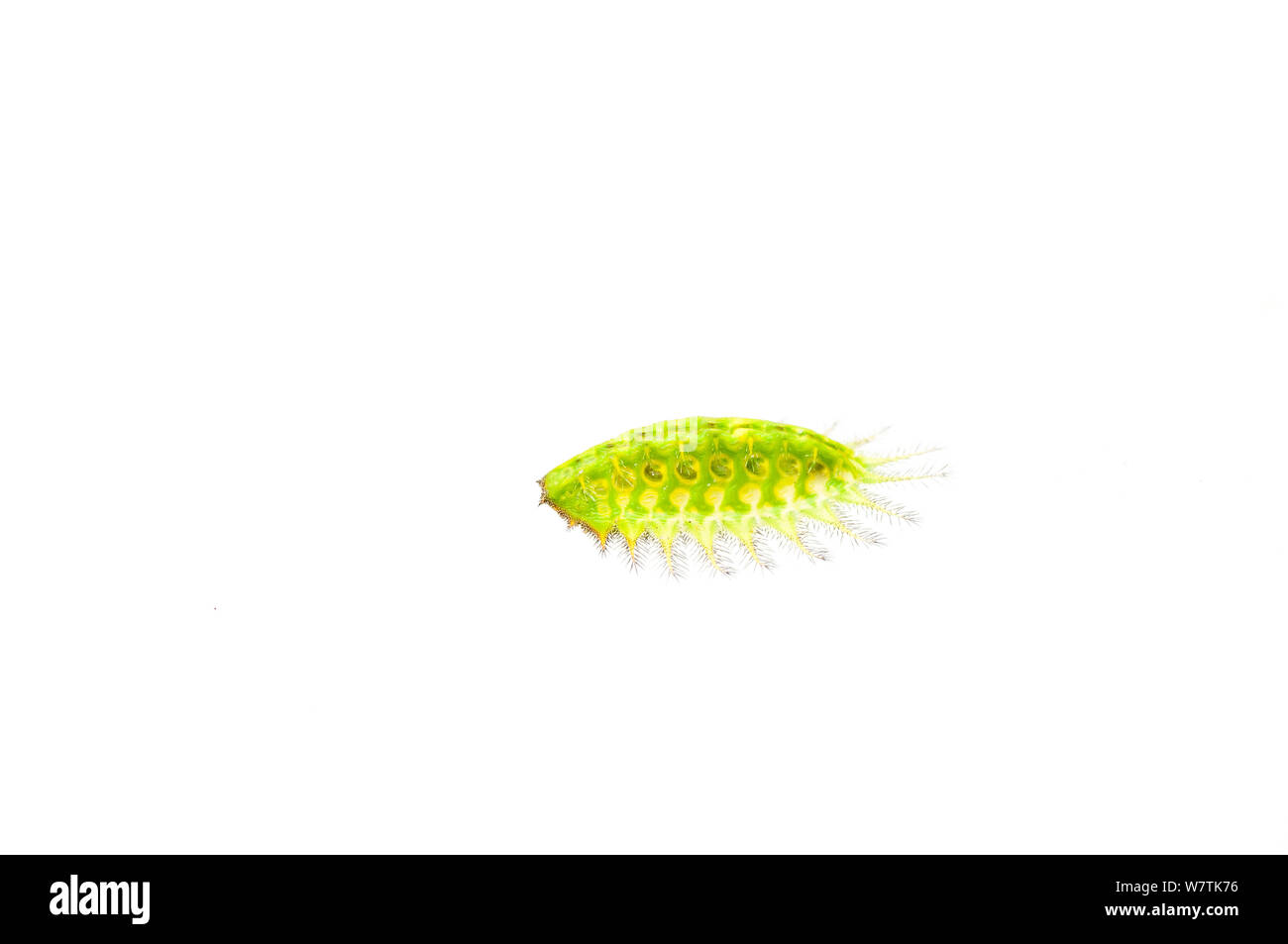 Limacodidae hi-res stock photography and images - Alamy