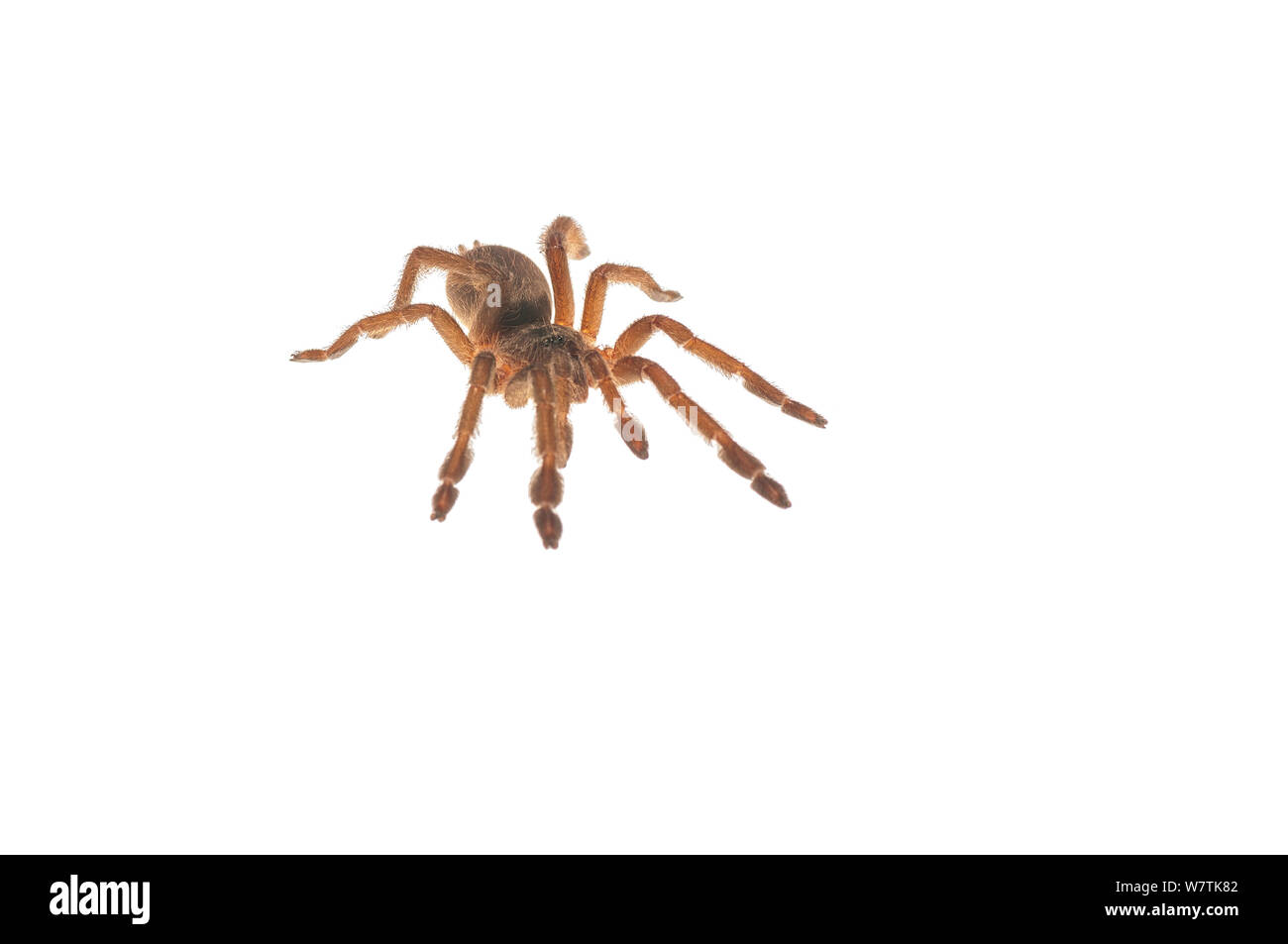 Rainforest tarantula Cut Out Stock Images & Pictures - Alamy