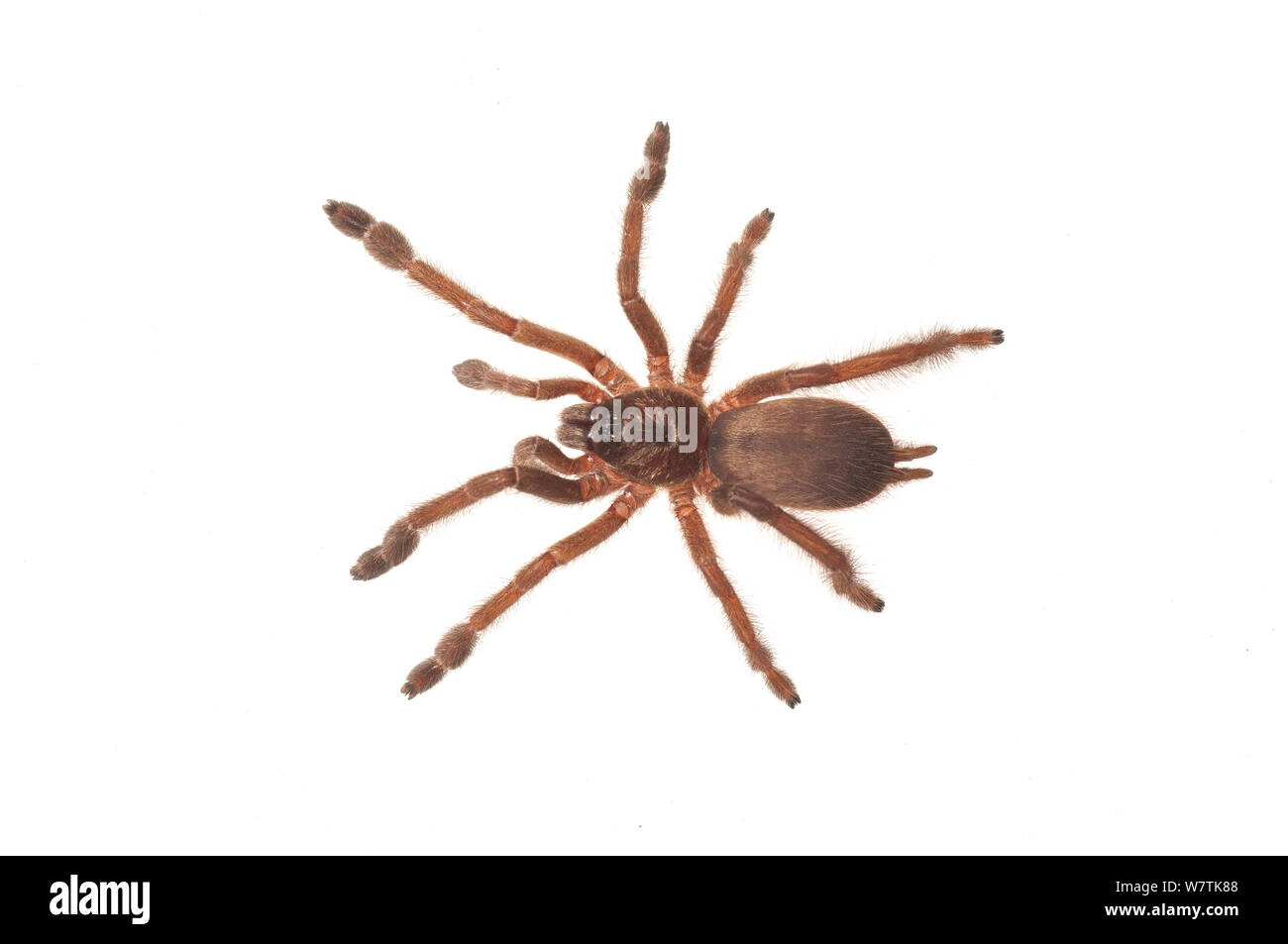 Rainforest tarantula Cut Out Stock Images & Pictures - Alamy