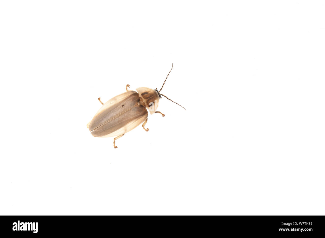 Lightning bug hi-res stock photography and images - Alamy