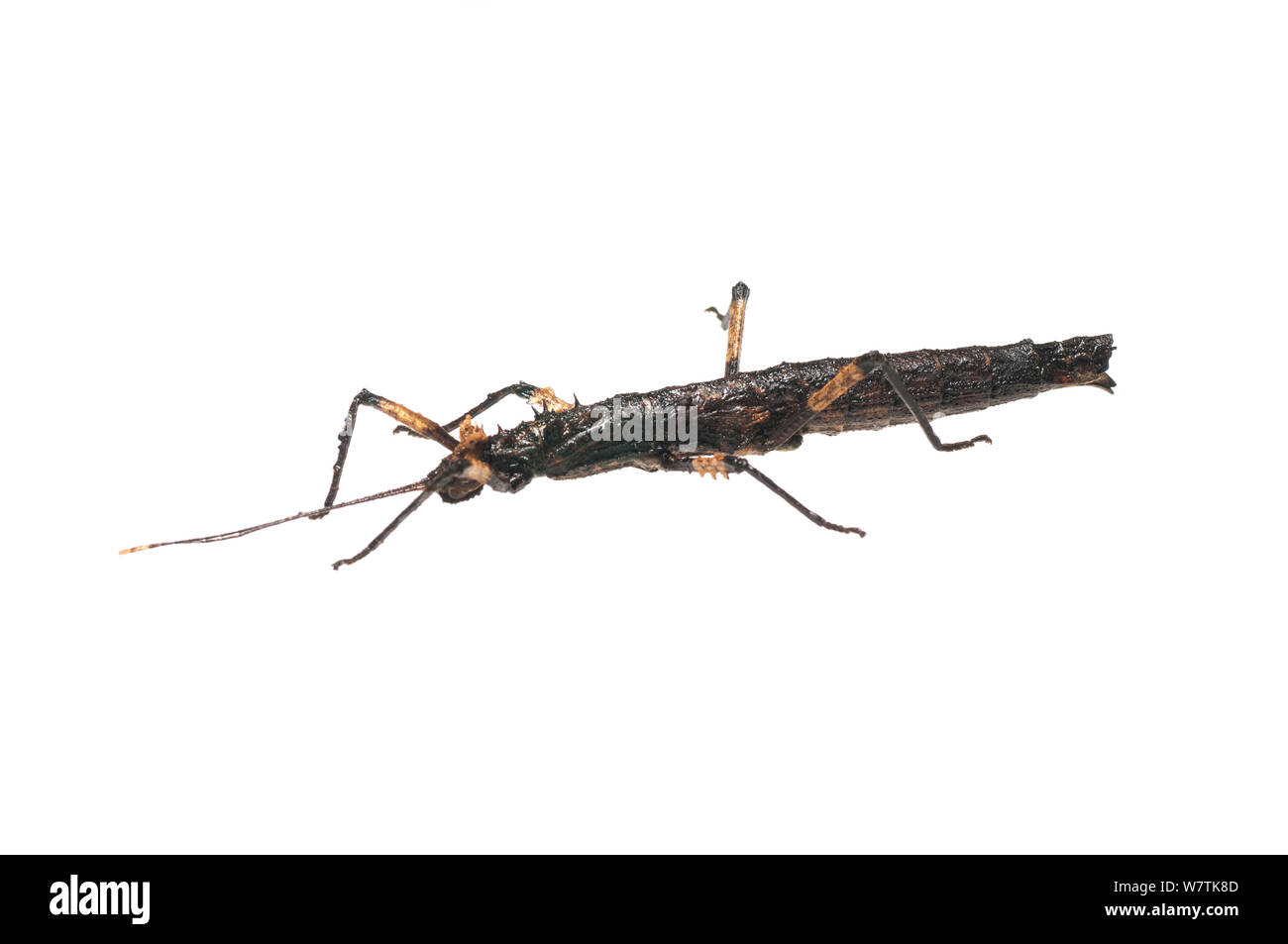 Stick insect (Phasmatodea) Surama, Guyana. Meetyourneighbours.net ...