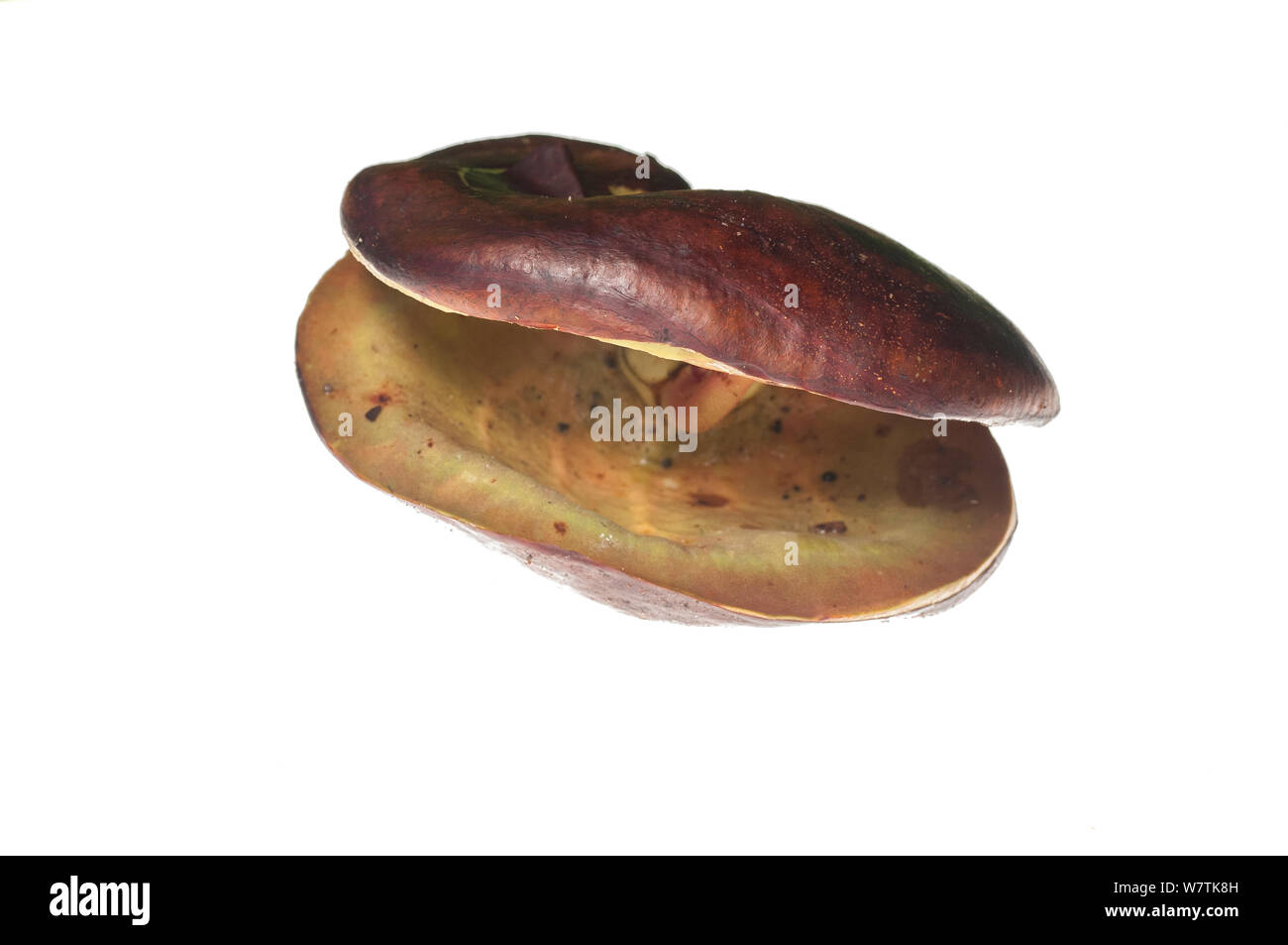 Mora seed (Mora excelsa) Iwokrama, Guyana. Meetyourneighbours.net ...