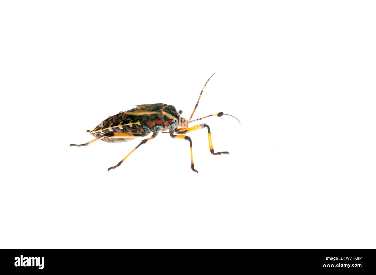 Giant mesquite bug nymph (Thasus sp.) Iwokrama, Guyana ...