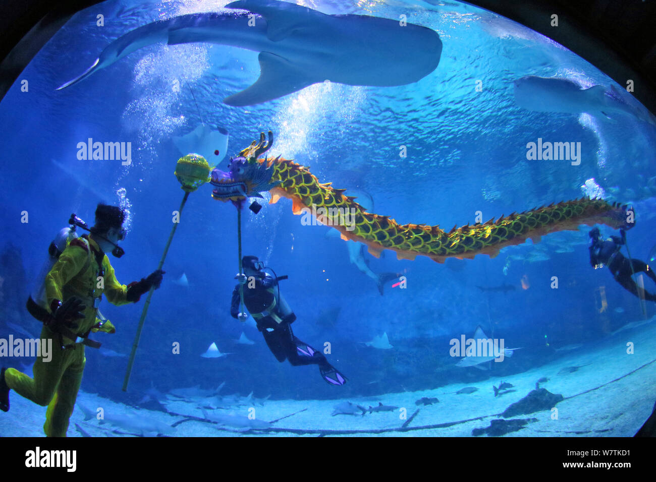 Divers perform a dragon dance with a shark and other sea animals ...