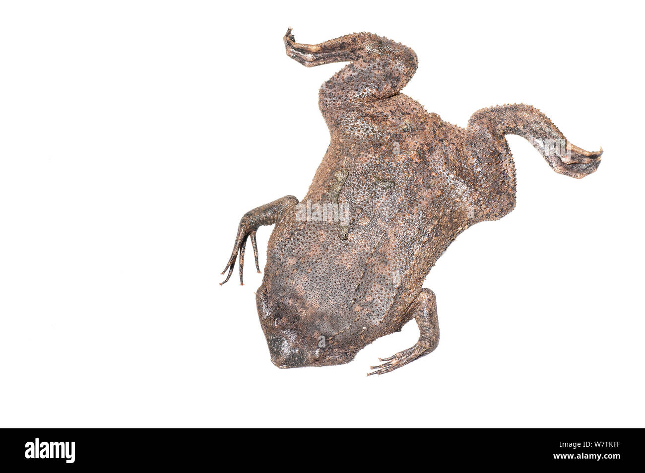 Surinam Toad Pipa Pipa High Resolution Stock Photography and Images - Alamy