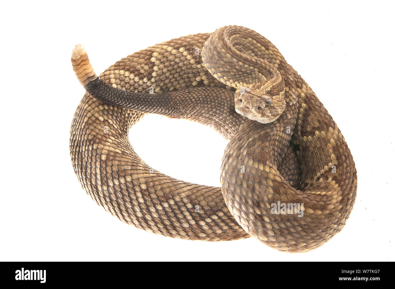 Neotropical rattlesnake (Crotalus durissus) Kusad Mountain, Guyana ...