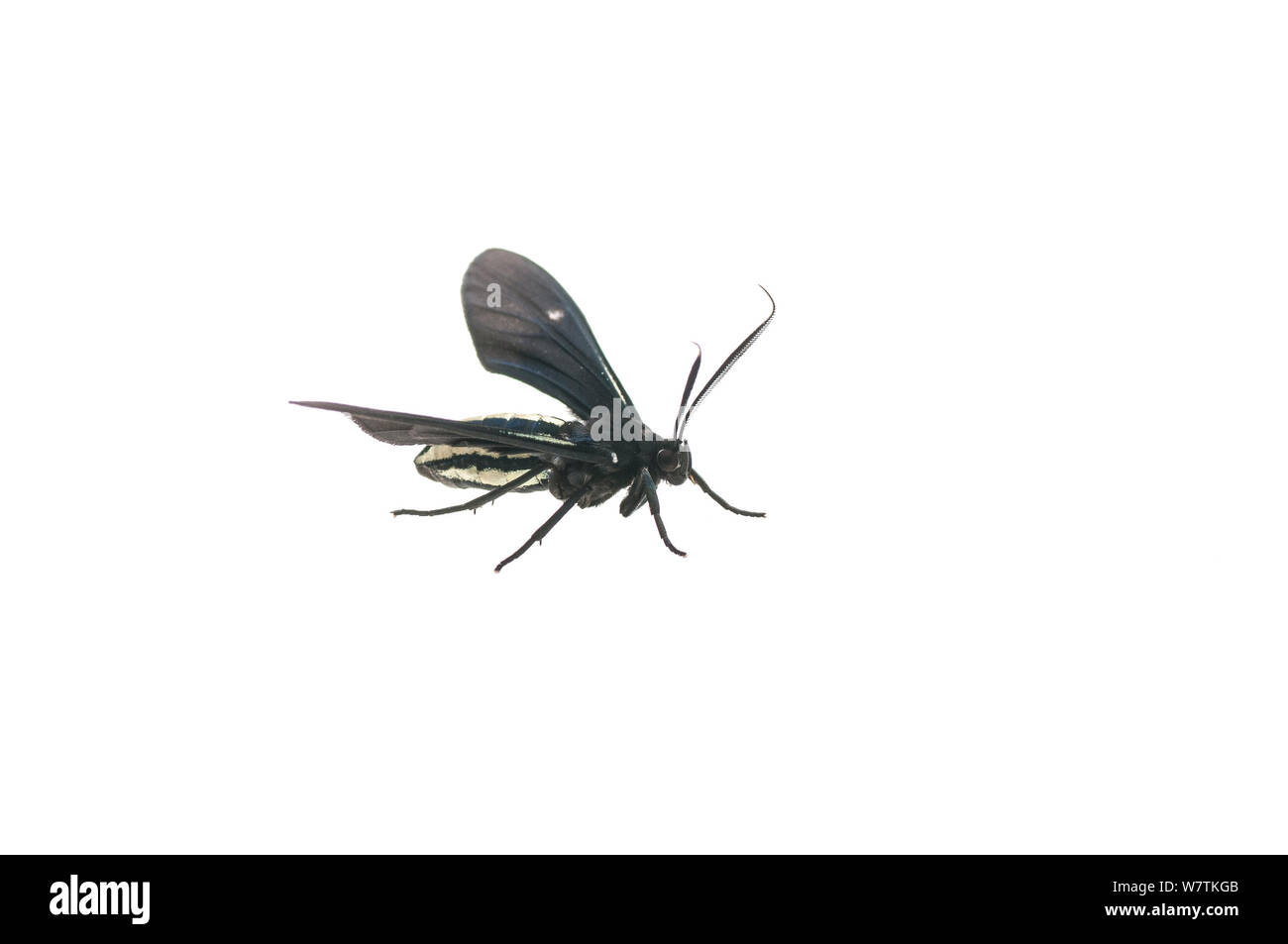 Tiger moth (Arctiidae) Parabara, Guyana. Meetyourneighbours.net project ...