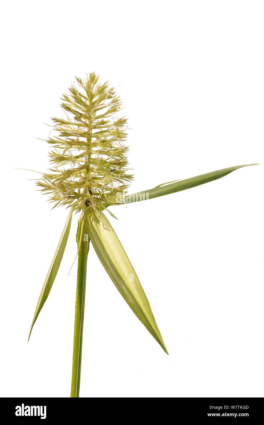 Sedge flowers (Cyperaceae) Parabara, Guyana. Meetyourneighbours.net ...