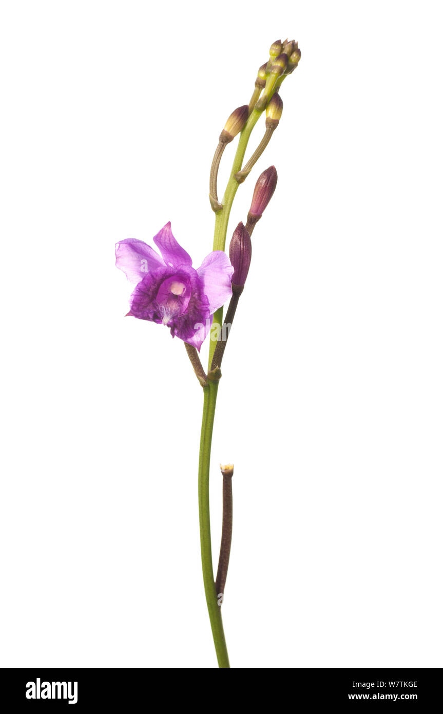 Epistephium High Resolution Stock Photography and Images - Alamy