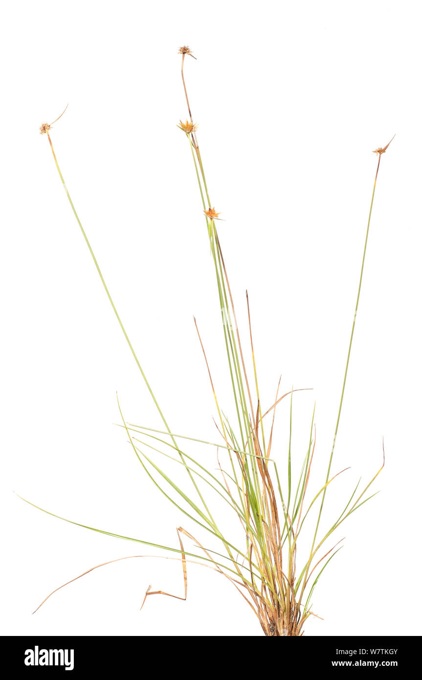 Sedge (Cyperaceae) Parabara, Guyana. Meetyourneighbours.net project ...