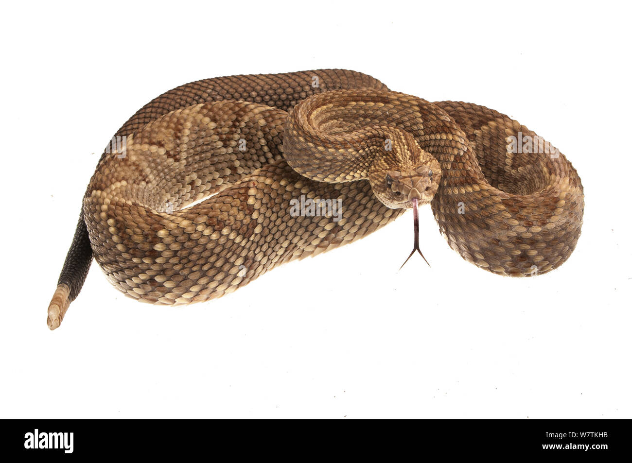Neotropical rattlesnake (Crotalus durissus) Kusad Mountain, Guyana ...