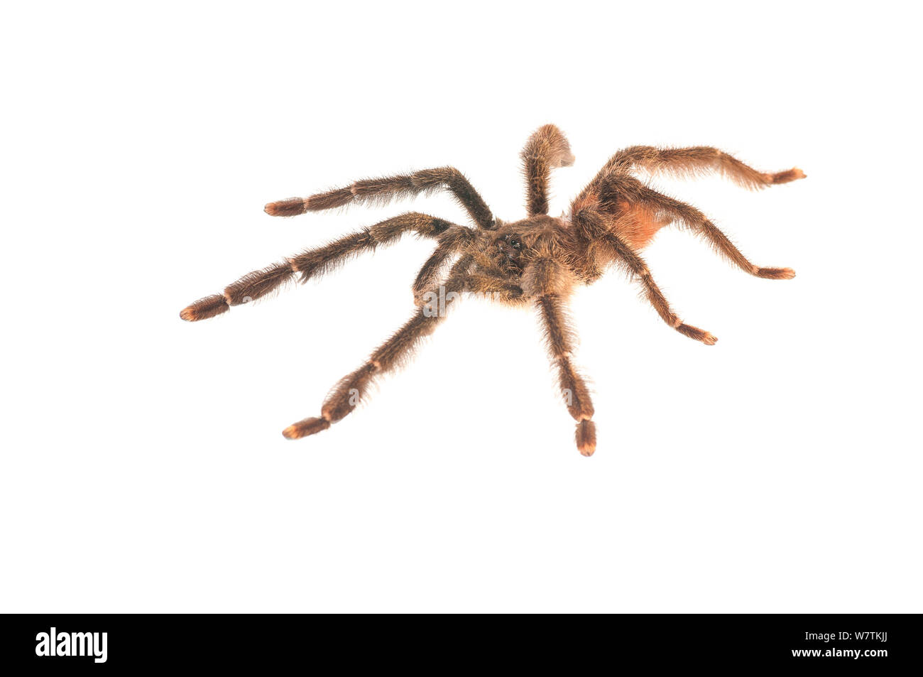 Rainforest tarantula Cut Out Stock Images & Pictures - Alamy