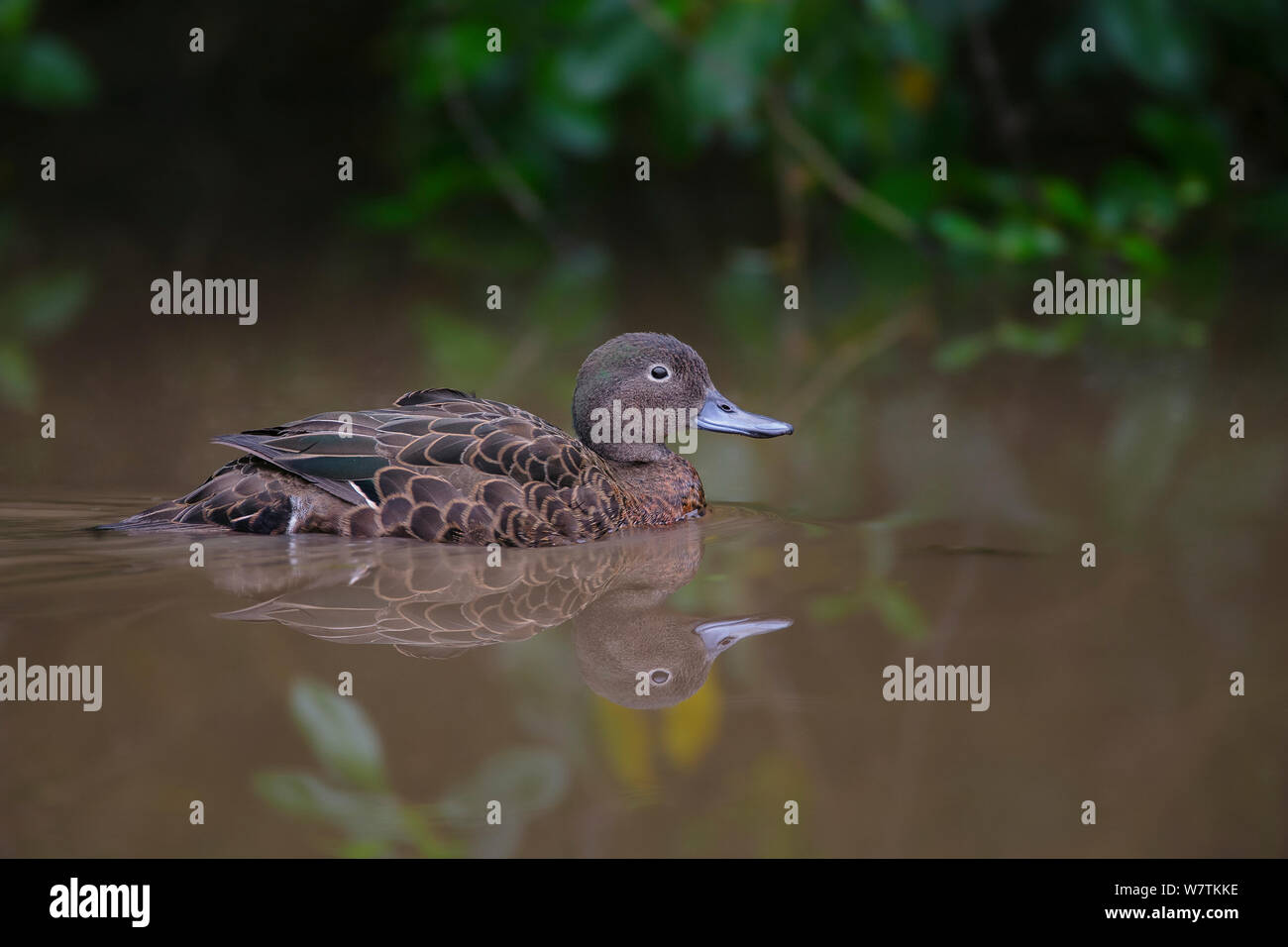 New zealand teal duck hi-res stock photography and images - Alamy