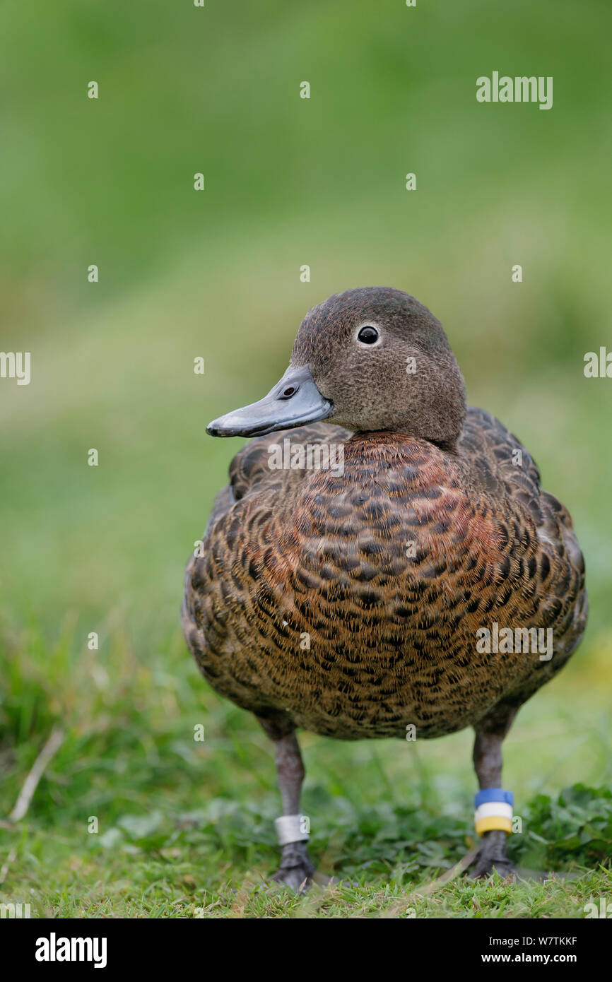 Brown Teal (Anas chlorotis) with legs banded for research purposes ...