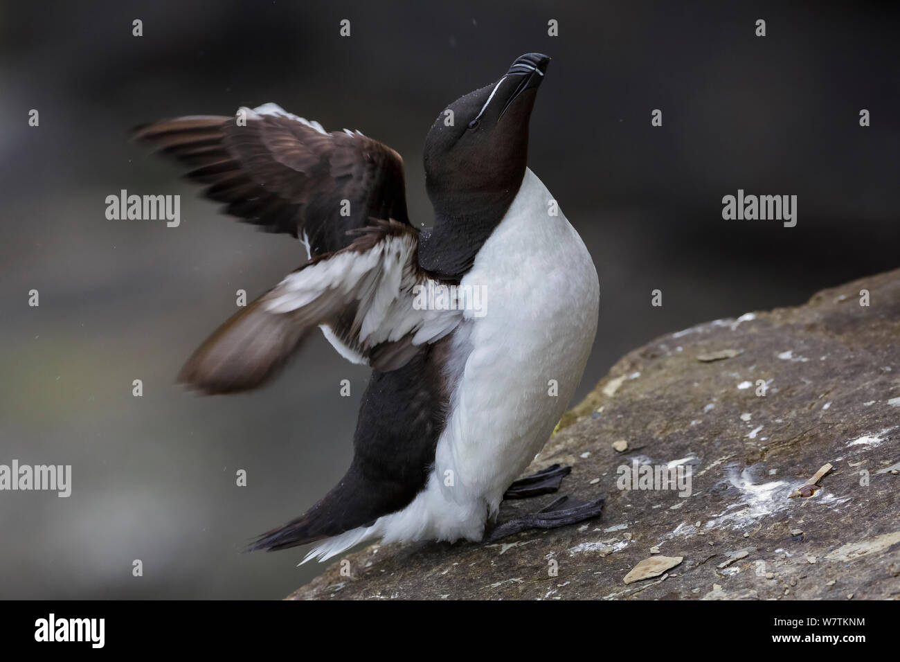 Razorbill birds hi-res stock photography and images - Alamy