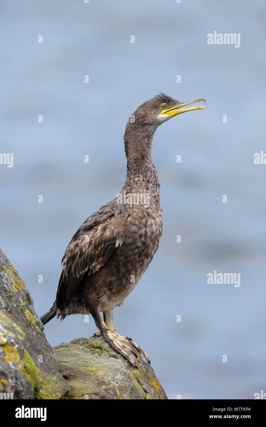Shag britain hi-res stock photography and images - Alamy