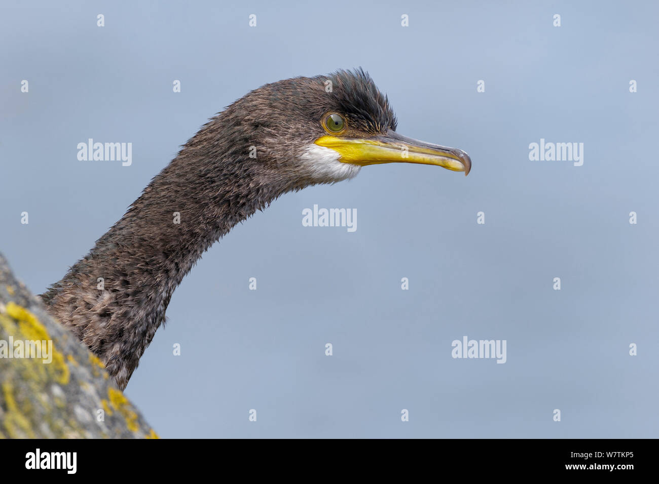 Shag britain hi-res stock photography and images - Alamy