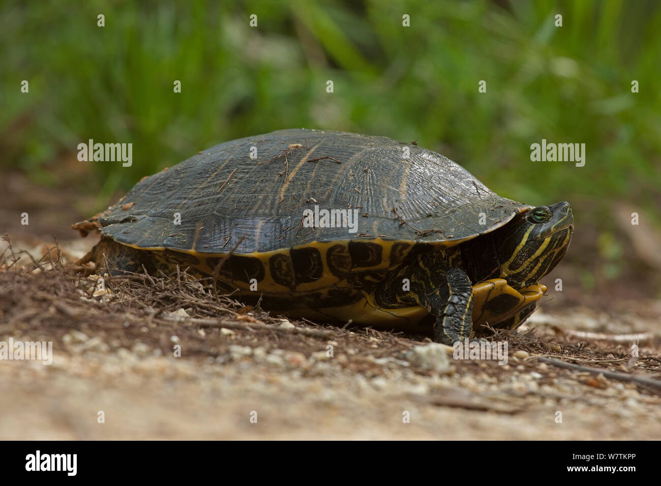 Red-eared slider (Trachemys scripta elegans) female laying eggs ...