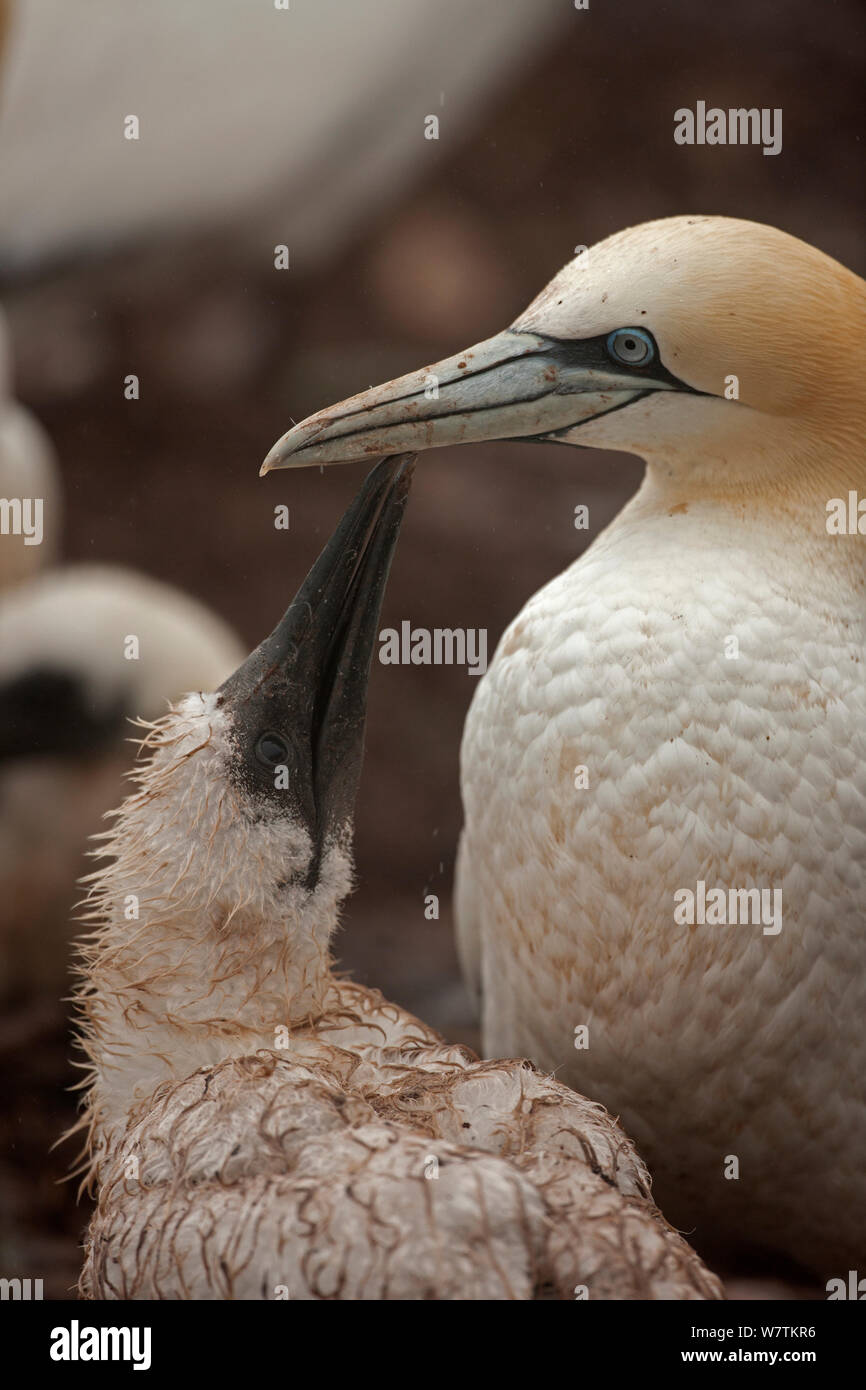 Northern gannet feeding hi-res stock photography and images - Alamy