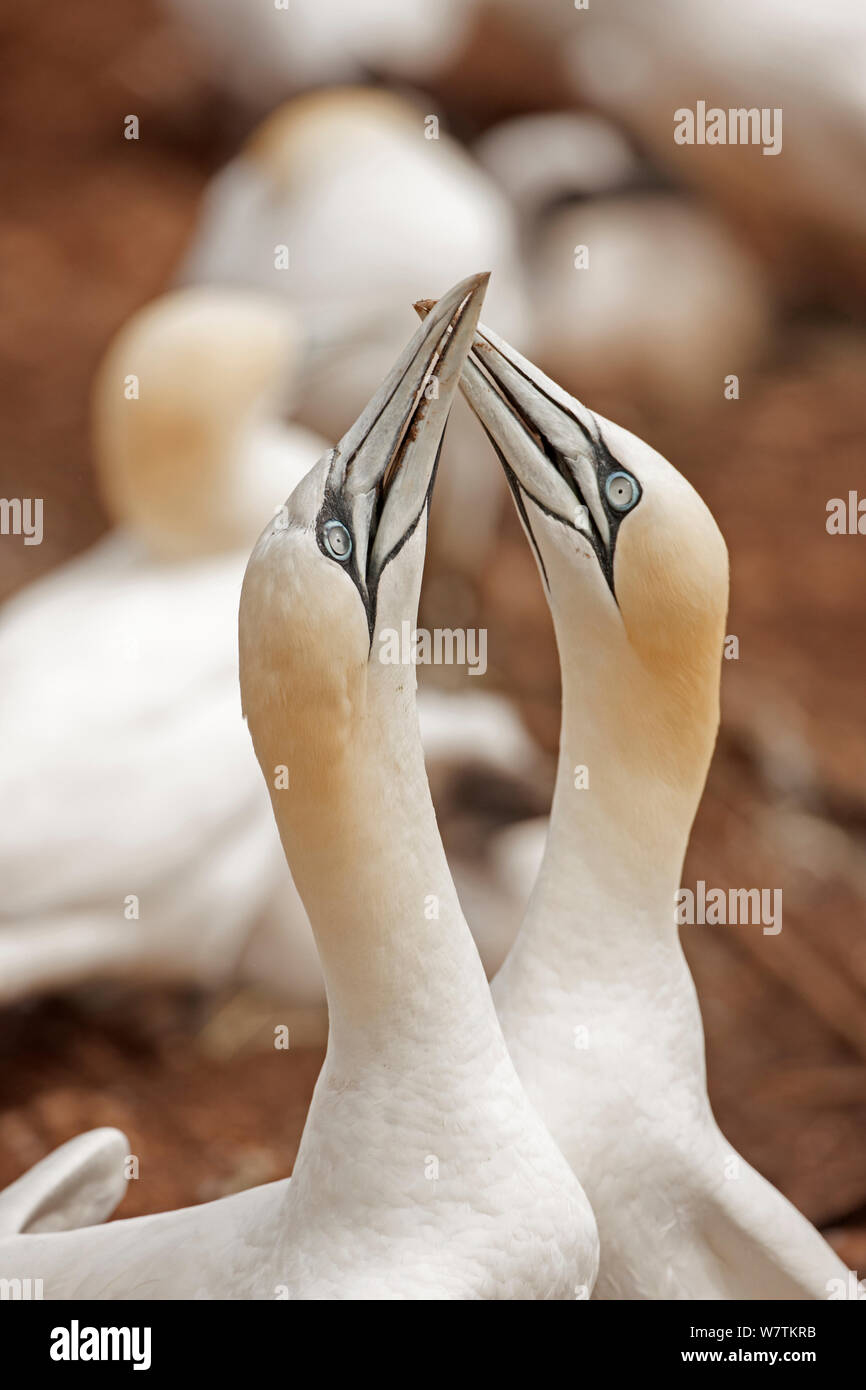 Northern gannet (Morus bassanus) pair bonding display, Quebec, Canada ...