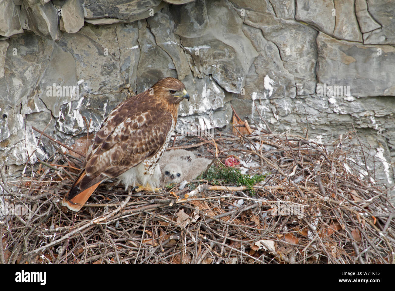 Red tailed hawk babies hi-res stock photography and images - Alamy