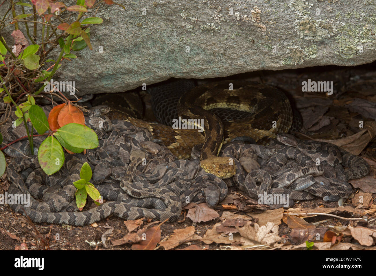 Juvenile timber rattlesnake hi-res stock photography and images - Alamy