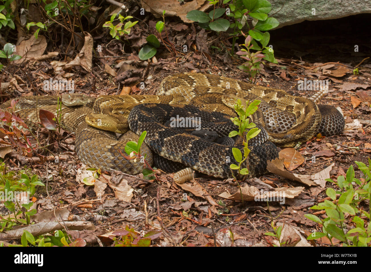 Timber Rattlesnakes (Crotalus horridus) gravid females basking with ...