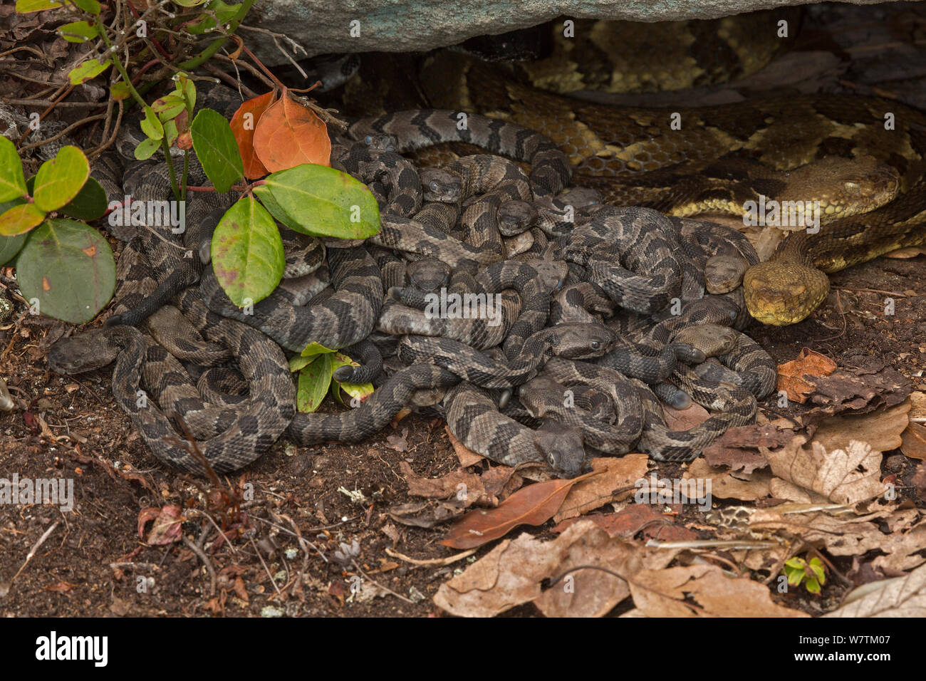 Juvenile timber rattlesnake hi-res stock photography and images - Alamy