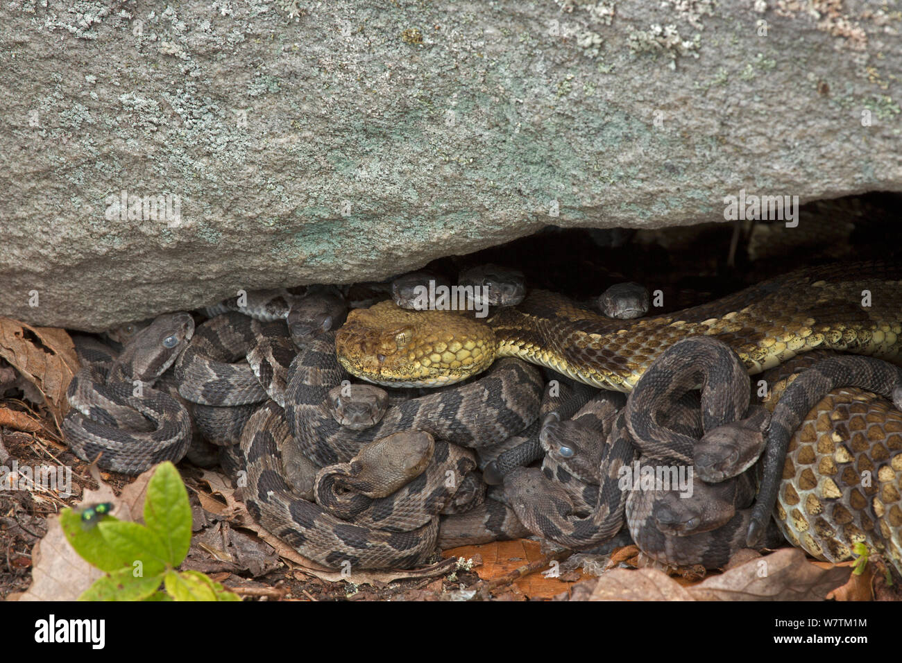 Timber Rattlesnakes (Crotalus horridus) new-born young with adult ...