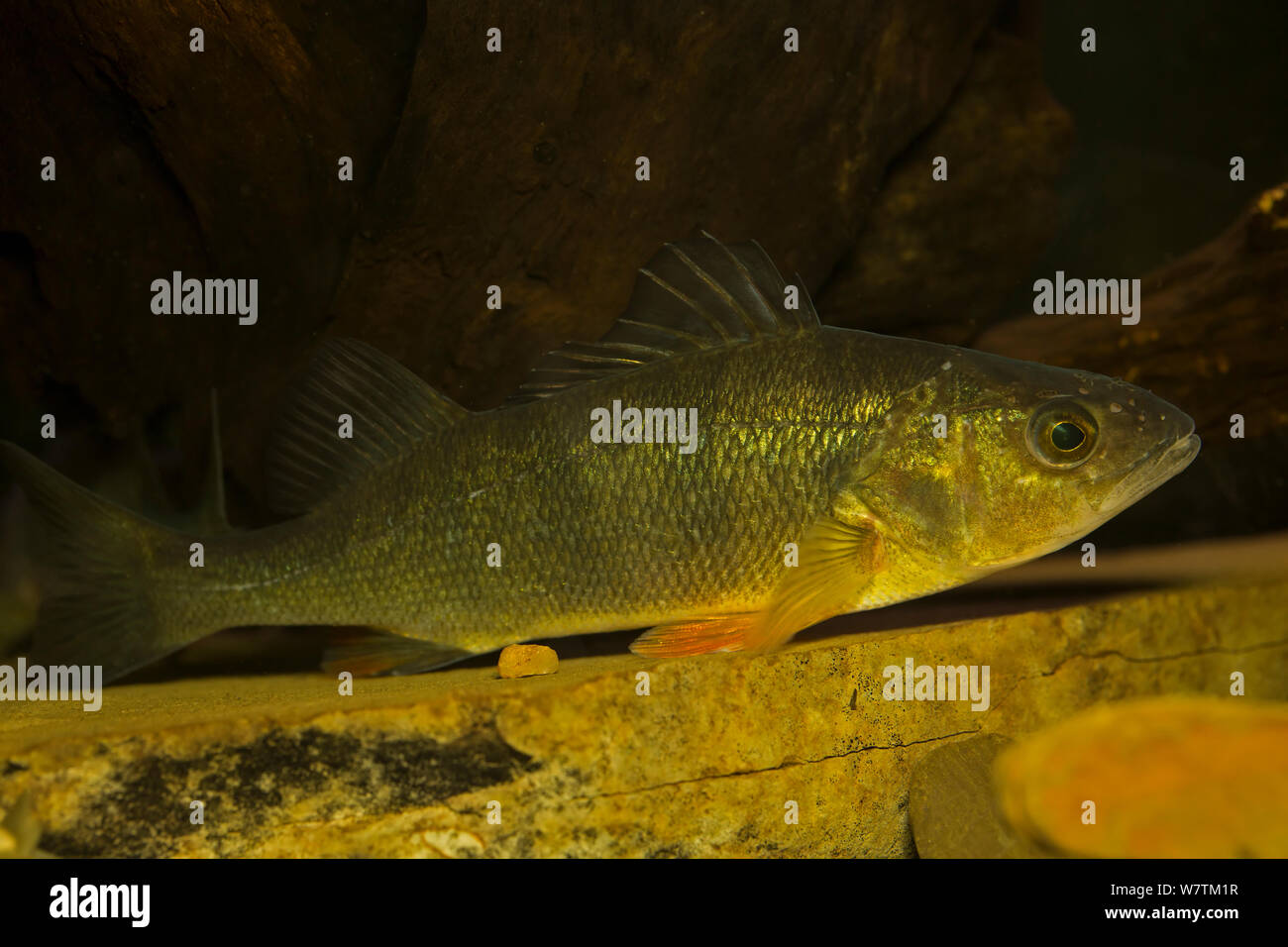 Yellow perch perca flavescens hi-res stock photography and images - Alamy