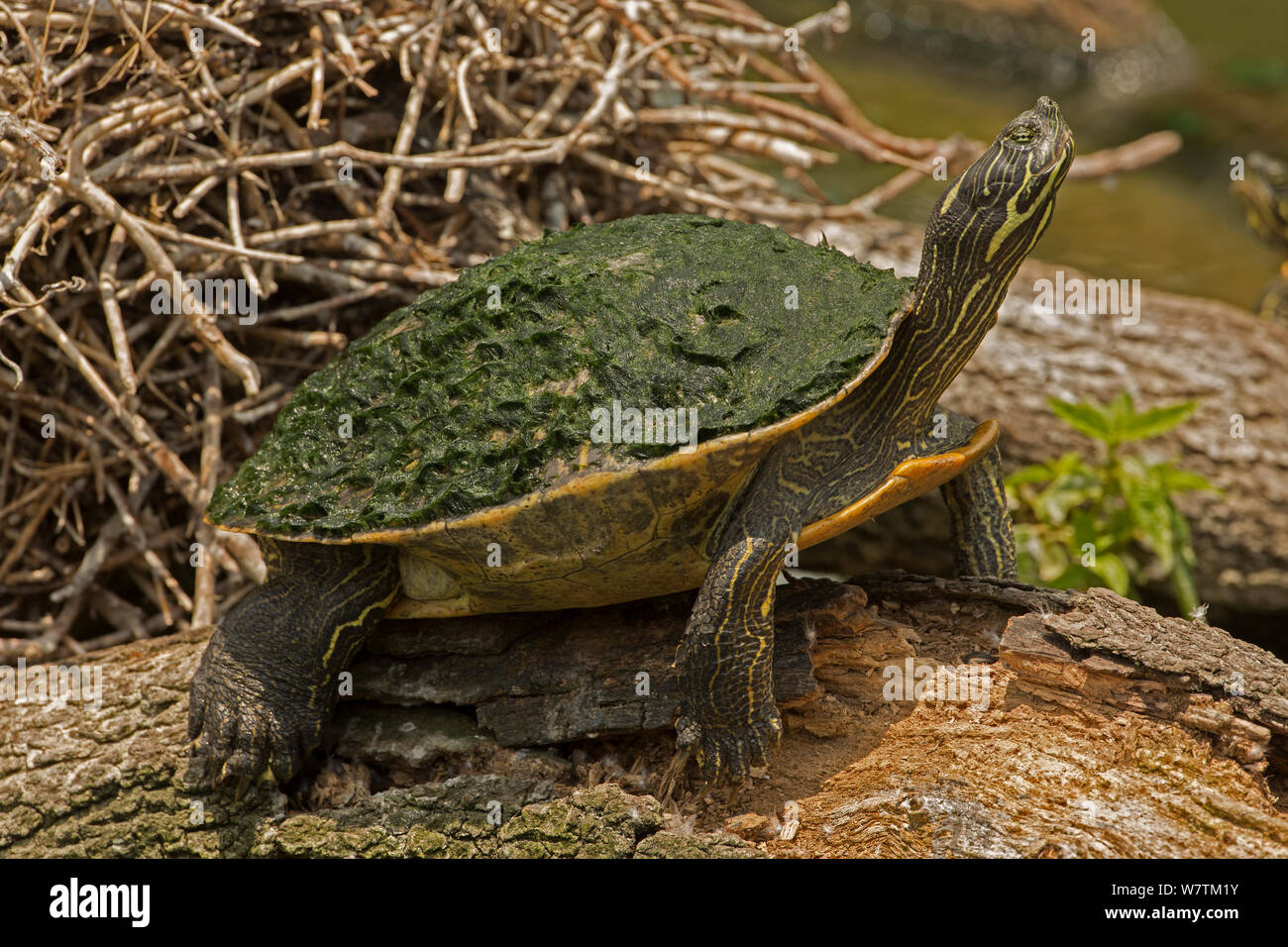 Suwannee cooters hi-res stock photography and images - Alamy