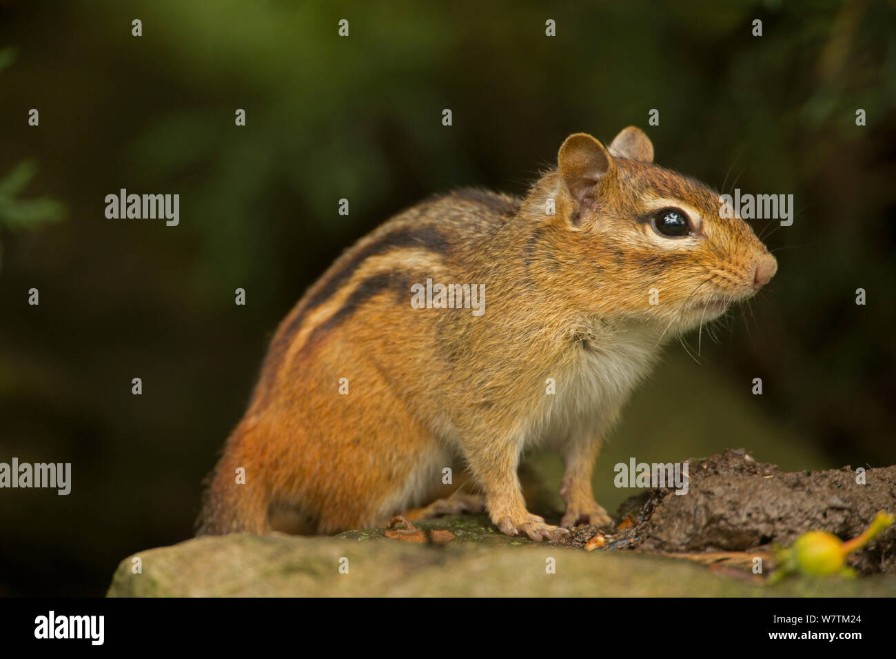 Eastern Chipmunk (Tamias striatus) New York, USA, June Stock Photo - Alamy