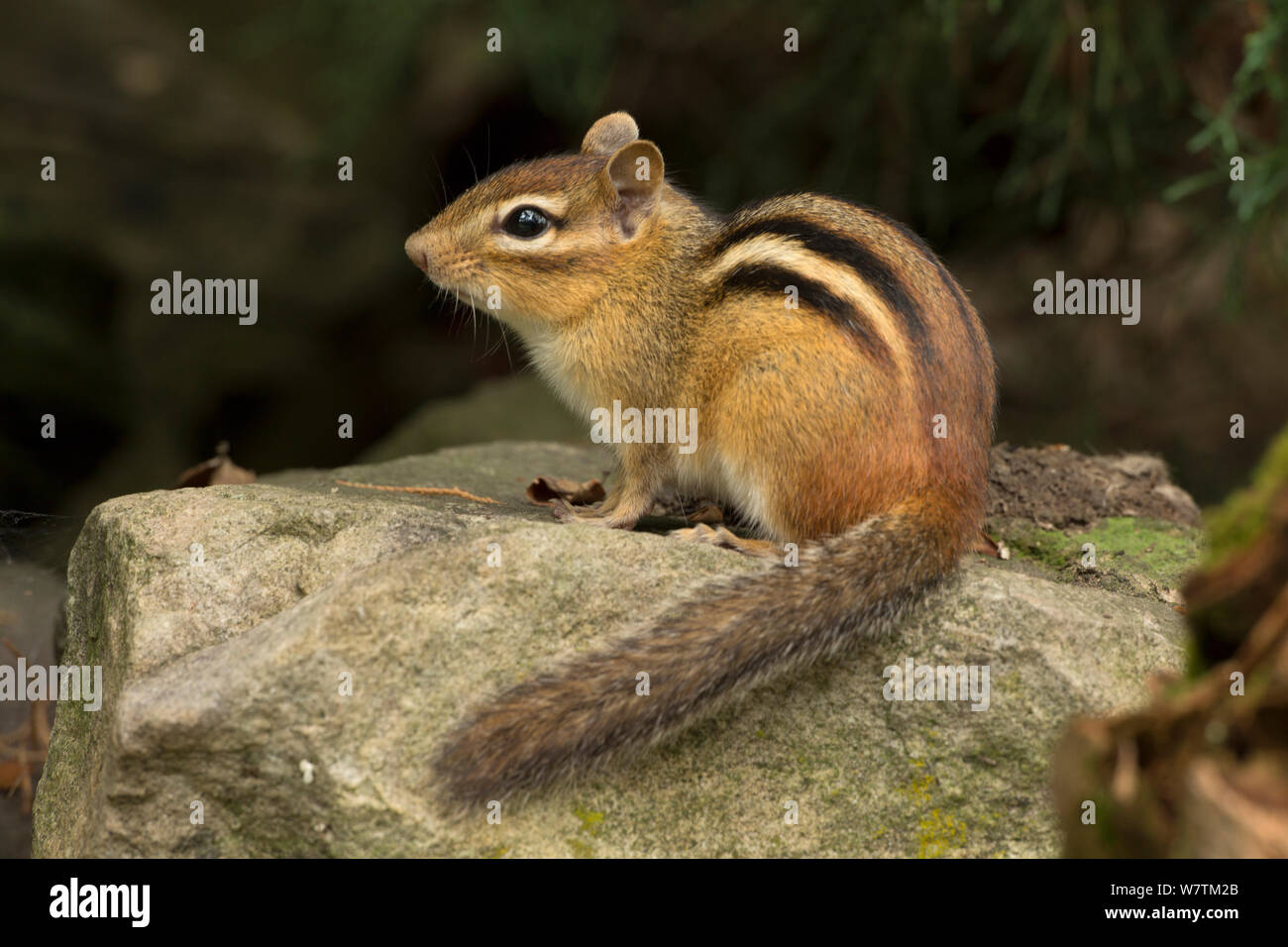 Eastern Chipmunk Tracks