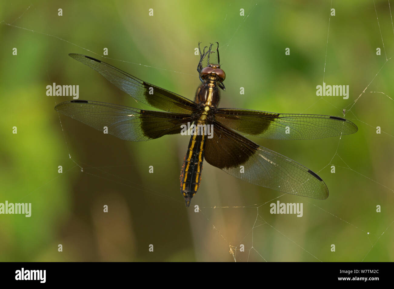 Widow skimmer hi-res stock photography and images - Alamy