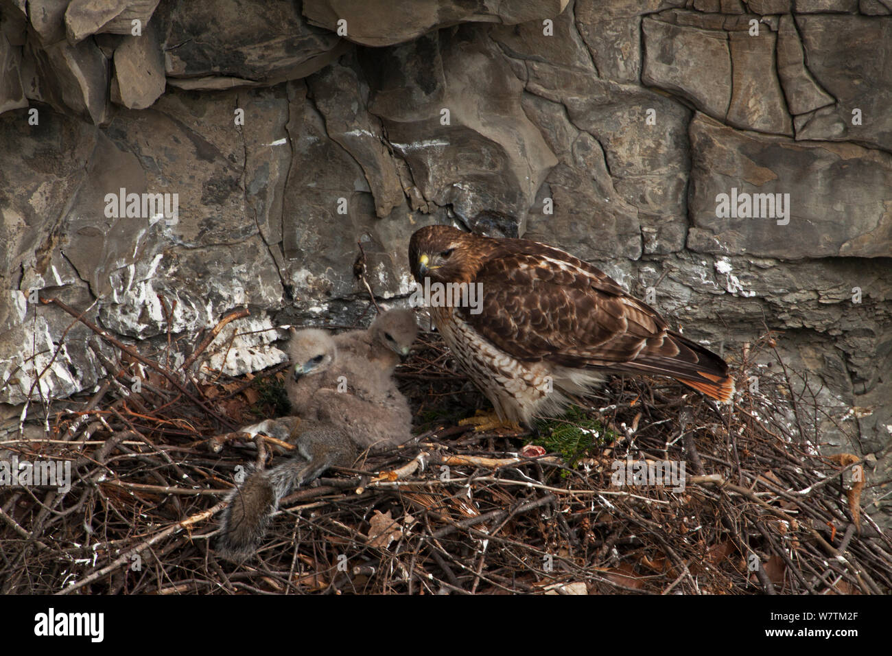 Red tailed hawk nest hi-res stock photography and images - Alamy