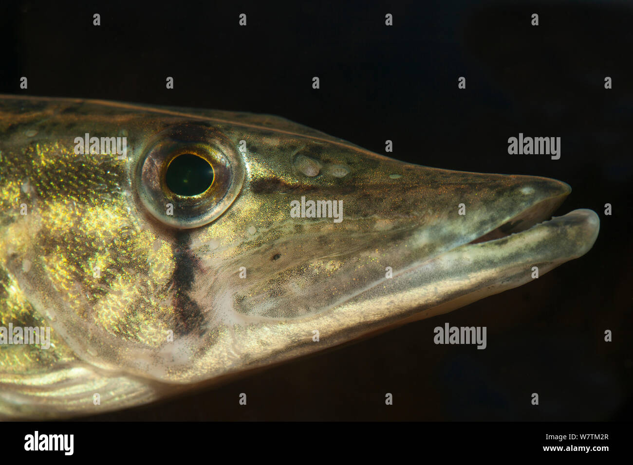 Pickerel fish hi-res stock photography and images - Alamy