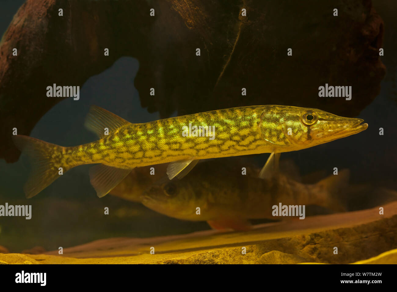 Chain Pickerel