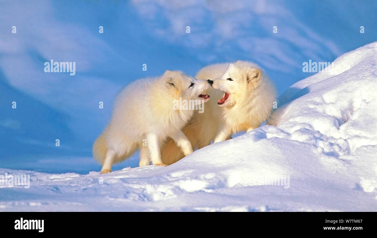 Foxes mating hi-res stock photography and images - Alamy