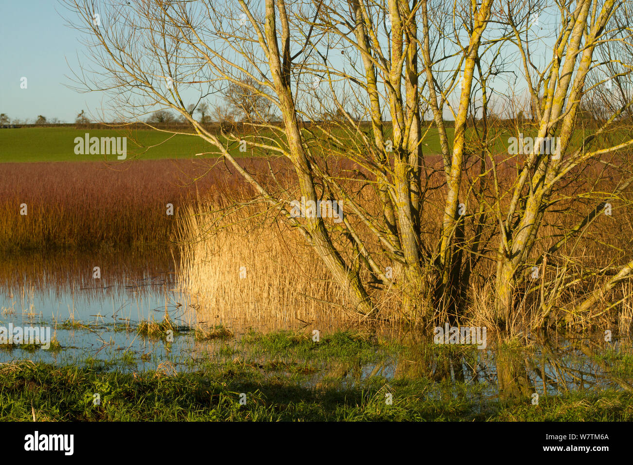 Willow (Salix sp.) with Common reed (Phragmites australis) and young ...