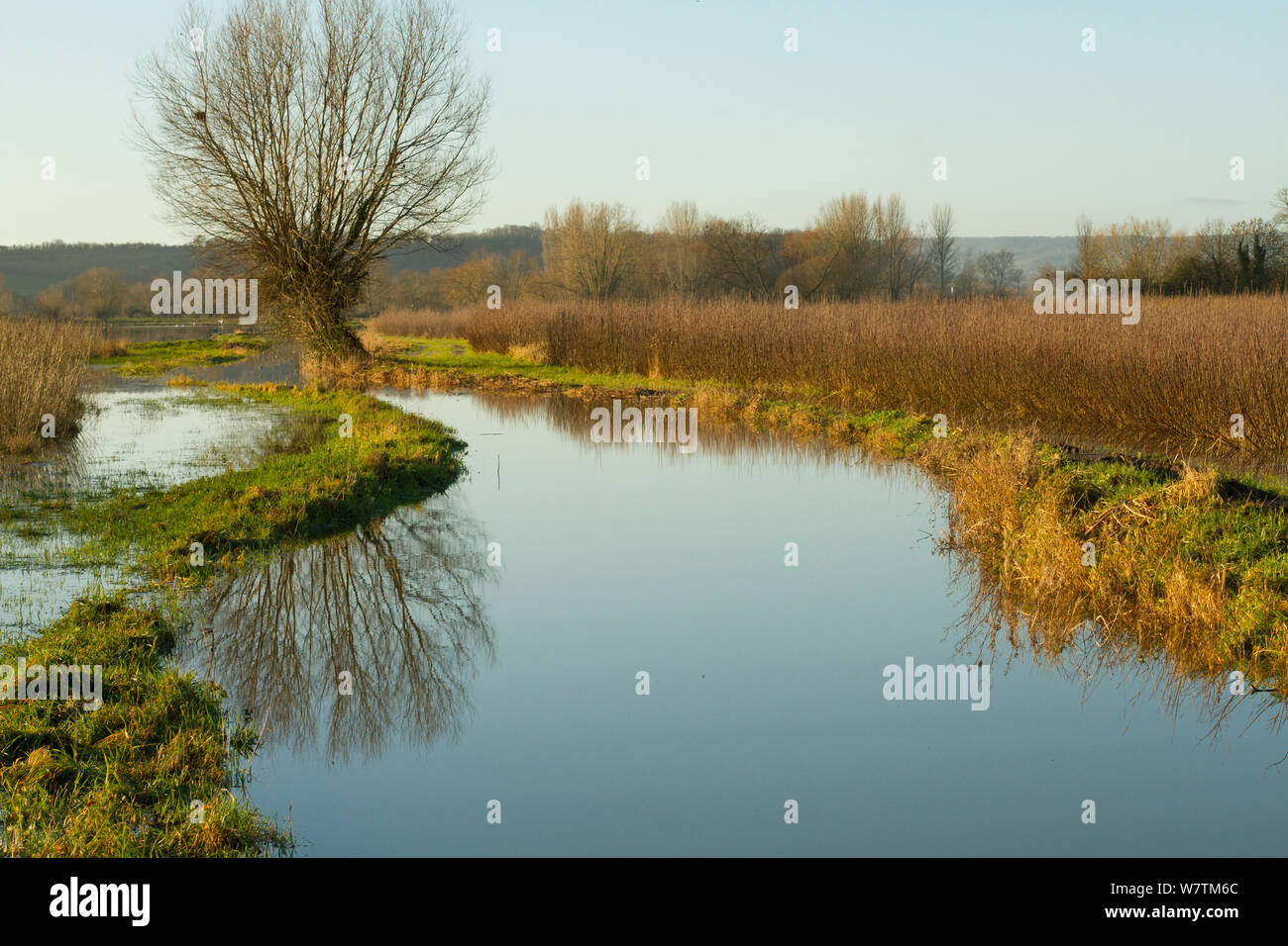 Withy beds hi-res stock photography and images - Alamy