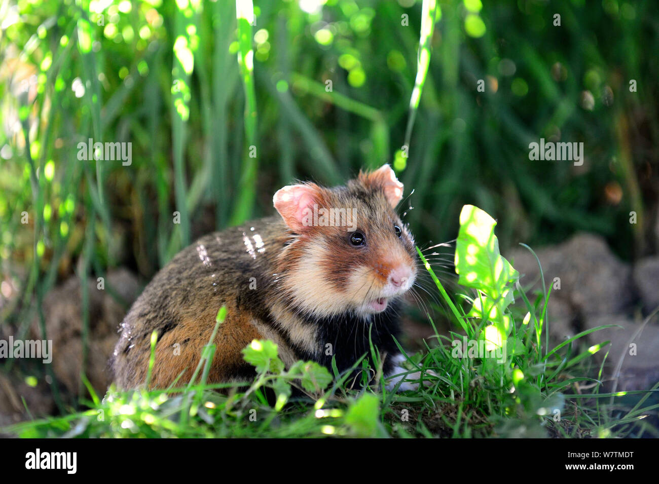 Portrait of a common hamster (Cricetus cricetus) captive, Alsace ...