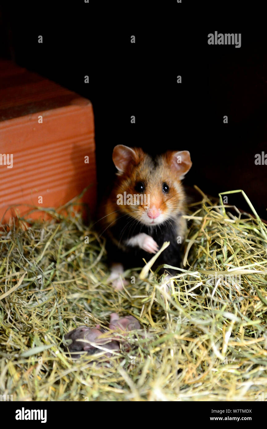 Female common hamster (Cricetus cricetus) with her newborn babies, age ...