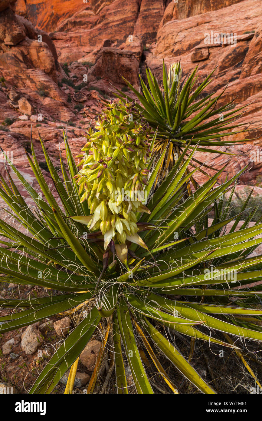 Red yucca hi-res stock photography and images - Alamy