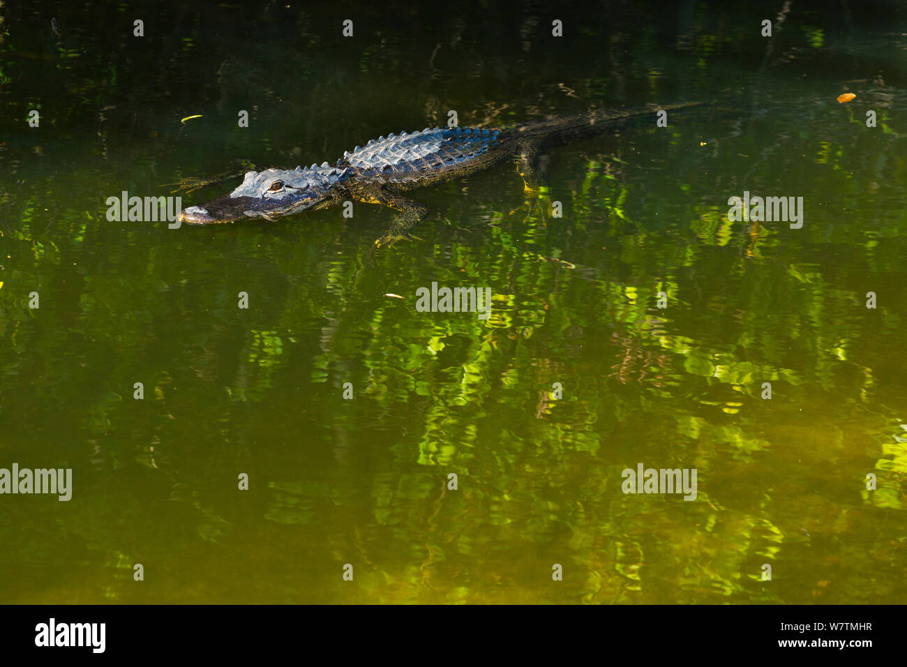 Mississippi alligator hi-res stock photography and images - Alamy