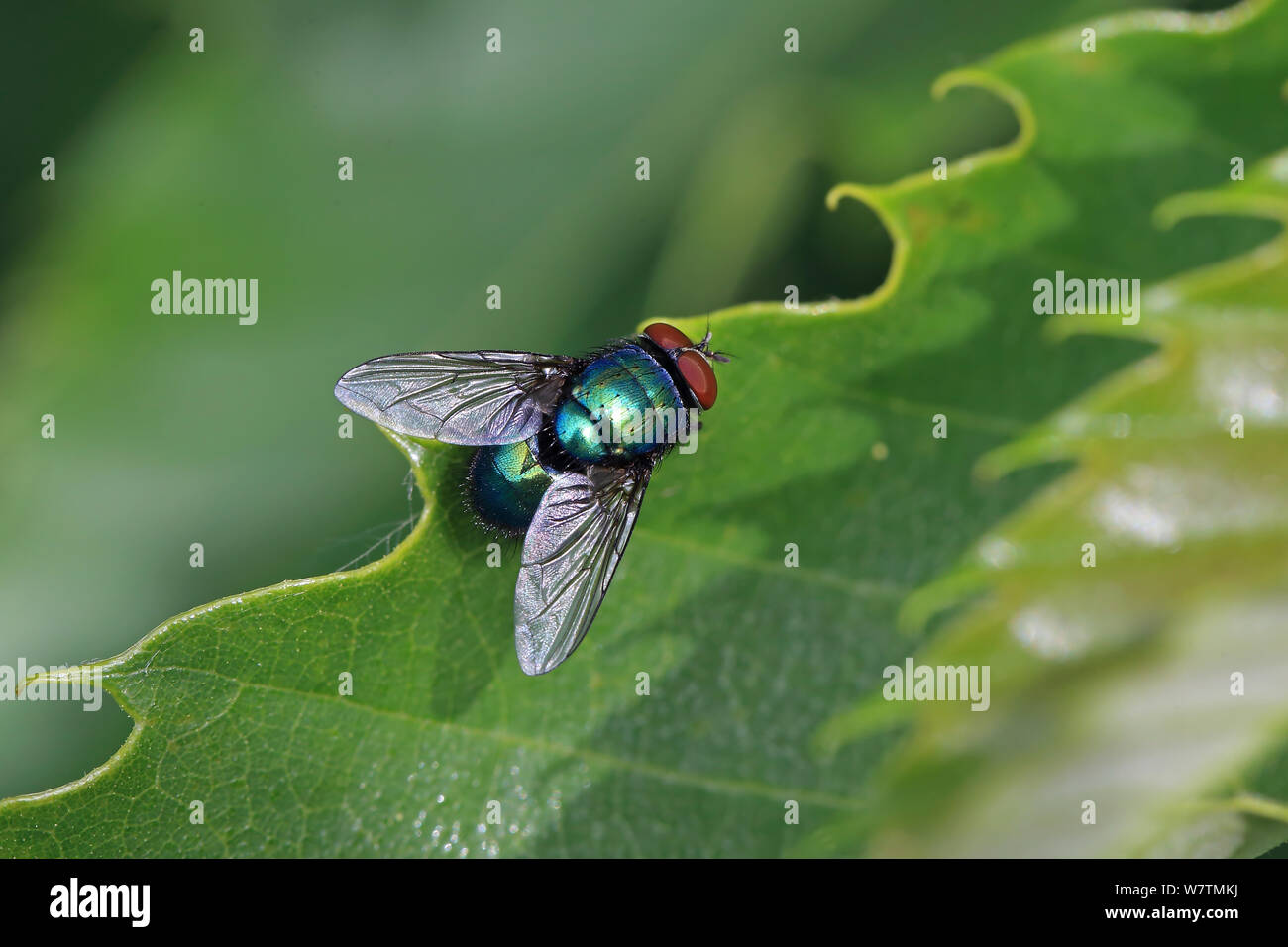 Blowfly insect hi-res stock photography and images - Alamy
