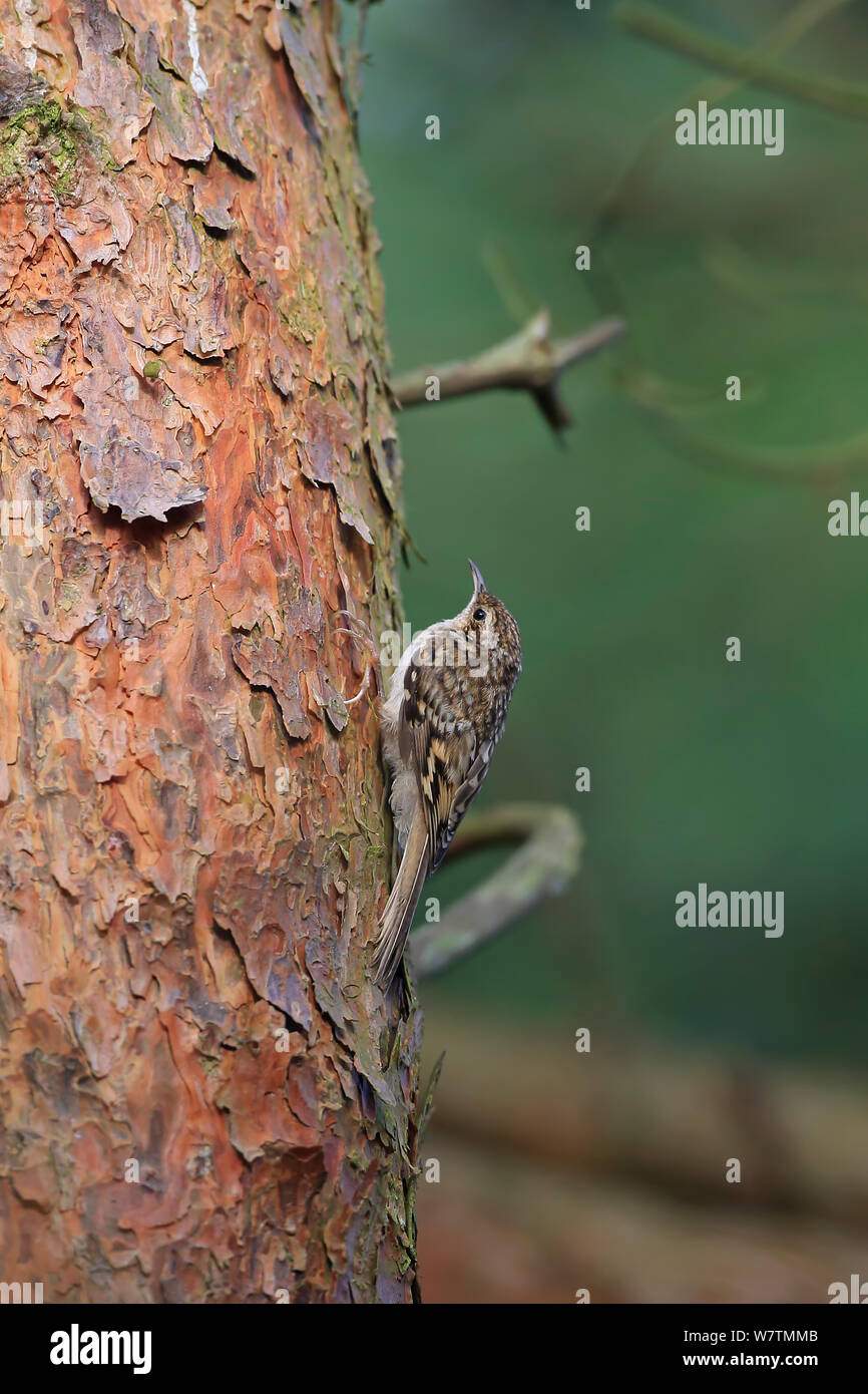 Treecreeper uk hi-res stock photography and images - Alamy